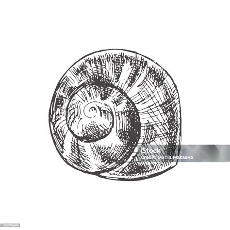 조개껍데기 조개 소라의 손으로 그린 스케치 가리비 조개껍데기 흰색 배경에 분리된 스케치 스타일 벡터 그림 가리비에 대한 스톡 벡터 아트 및 기타 이미지 Istock