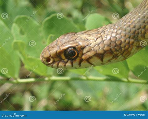 The Grass Snake Sliding On The Water Stock Image