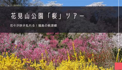 花見山公園桜おすすめツアー特集 2025年宿泊日帰りバスツアー