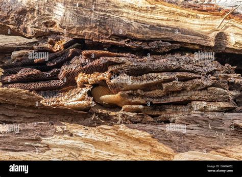 Wild Honey Bee Nest Showing The Honeycomb Structure Natural Apis Mellifera Beehive In A Hollow