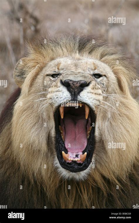 Lion Roaring Front View