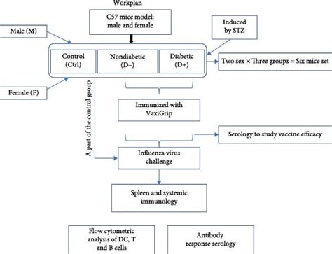 The Schematic Representation Of The Workflow Download Scientific Diagram