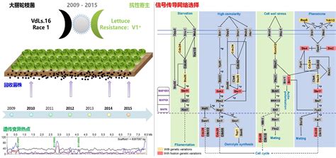 植保所揭示大丽轮枝菌积累优异突变的进化新机制 中国农业科学院植物保护研究所