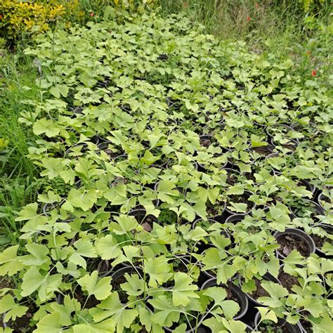 ‎گلکده افرا‎ ‎ژینگو یا جینکو درختی از شرق آسیا که خزان بسیار زیبایی