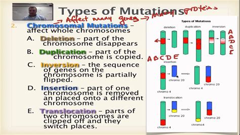 Chapter 13 Part 7 Chromosomal Mutations Youtube