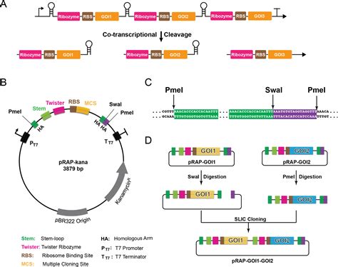 What Is A Strong Promoter At Madison Calder Blog