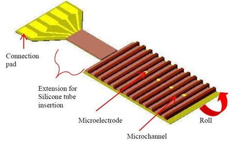 3 Left Schematic Of Spiral Peripheral Nerve Interface With Recording
