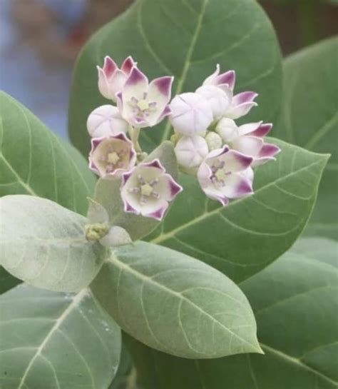 95 शुगर रोग को रिमूव कर देगा मदार या आक पत्ता खराब लाइफस्टाइल के चलते डायबिटीज की समस्या आम