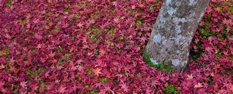 Isui En Garden World Famous Gardens To Visit Plants And Visitor Experience