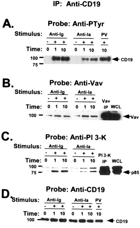 Regulation Of Mhc Class Ii Signal Transduction By The B Cell Coreceptors Cd19 And Cd221 The