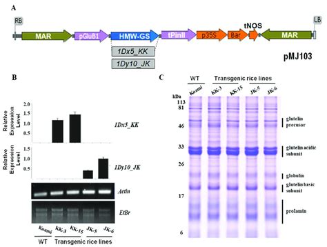 Binary Vector Construction And Generation Of Transgenic Rice Plants