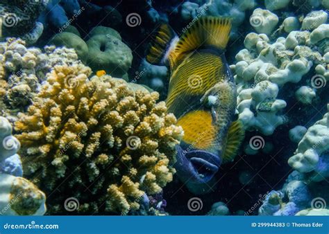 Green Triggerfish Between Corals In The Red Sea Stock Image Image Of
