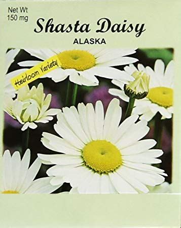 15 Beautiful Flowers That Look Like Daisies Plus Growing Tips For Each