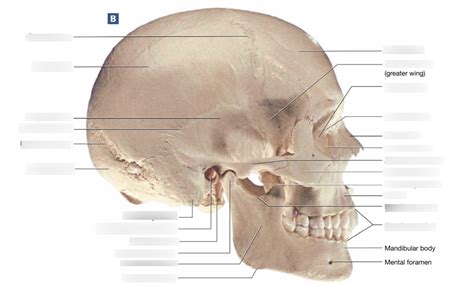 Anatomy Of The Temporal Bones Key Terms And Definitions Flashcards