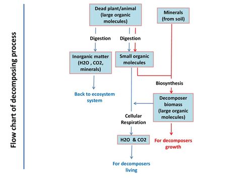 Digestion Flow Chart Disclosed Flow Chart Of Digestive Tract Flow Chart About