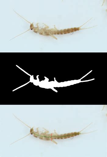 Biodetect Deep Learning For Biodiversity Detection And Classification