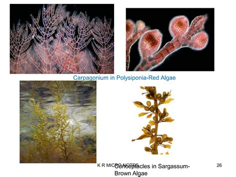 Algae General Features Habit And Habitat Ppt
