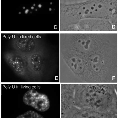 Hybridization Of Linear 2′ Ome Rna Probes To Abundant Rna Targets In
