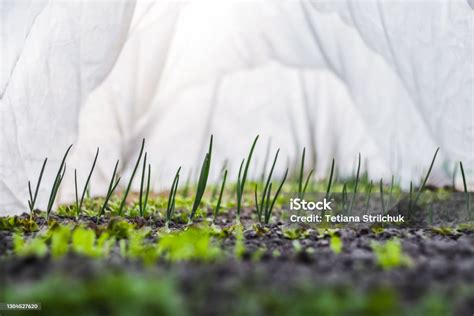 어린 양파의 행은 가정 온실에서 토양에서 성장한다 홈 원예 건강한 유기농 채소 흰색 배경이 흐릿하고 녹색과 회색 전경이