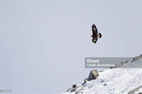 스위스 알프스의 흐린 하늘 앞에서 높은 고도에서 솟아오르는 황금 독수리 0명에 대한 스톡 사진 및 기타 이미지 0명 갈고리 발톱 검독수리 Istock