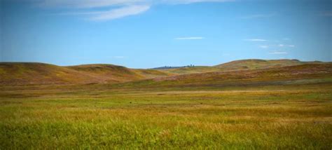 Definitive Guide To Common Collared Lizard Facts Habitat Conservation