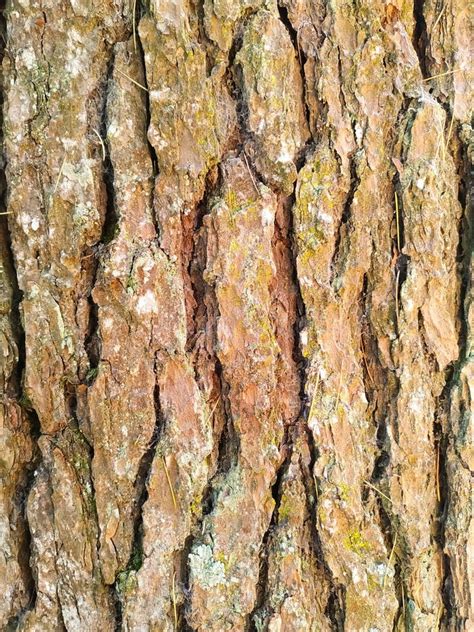 Full Pine Tree Texture Stock Image Image Of Background 249837269