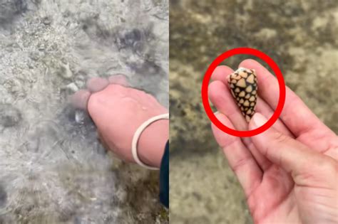 어 예쁜 조개다” 덥석 잡았다가 죽을 뻔했습니다정체 알고 보니