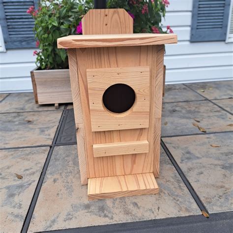 Squirrel Box With Cameras Etsy