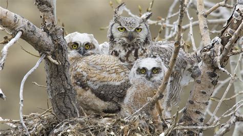 Majestic Owls A Stunning Hd Wallpaper 1920x1080 Wallpaper Abyss