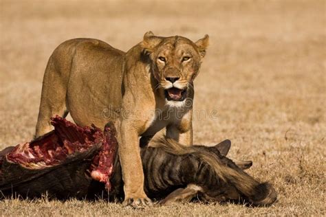 Lion Kill Stock Image Image Of Crime Protection Tearing 11786047