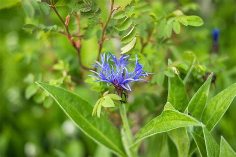 블루 꽃 수레 국화 푸른 잔디 배경에 고립 야생화 정원에서 블루 Cornflowers입니다 일단 옥수수 밭에서 일반적 수레 국화는 지금 수시로 보인다 자연 정원에서 계절에