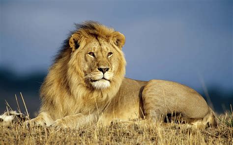 700 Lion Pictures