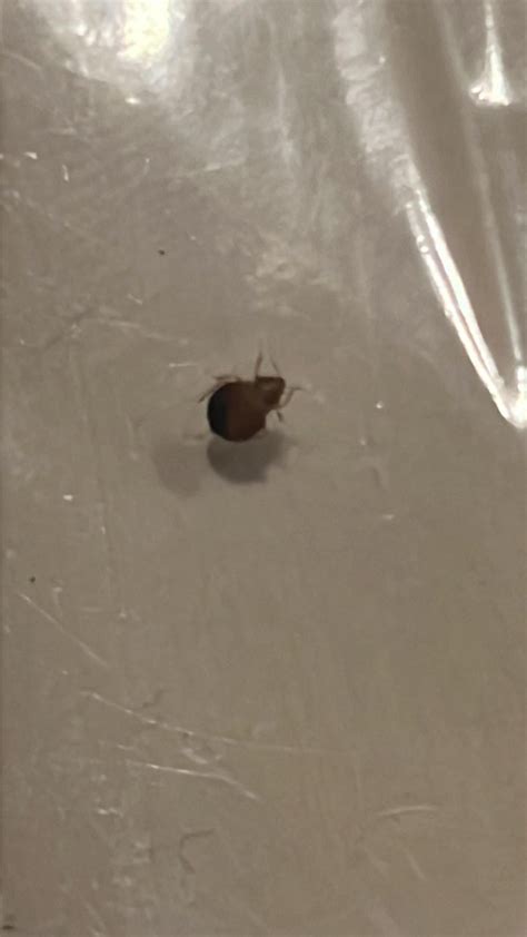 Found In Bathroom Bed Bug Lady Bug R Whatsthisbug