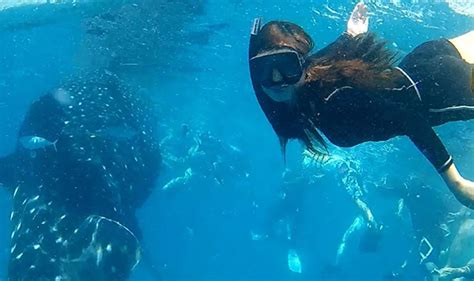 세부 오슬롭 고래상어 And 모알보알 스노클링 단독 투어 By 피코패스 세부 오슬롭 고래상어 And 모알보알 스노클링 단독 투어 By 피코패스