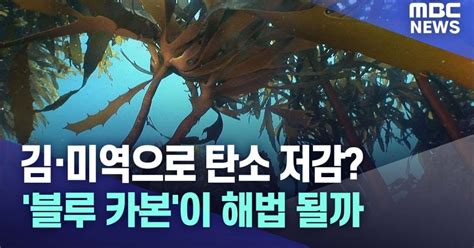 해조류 블루 카본 탄소 중립 공신으로 주목받아