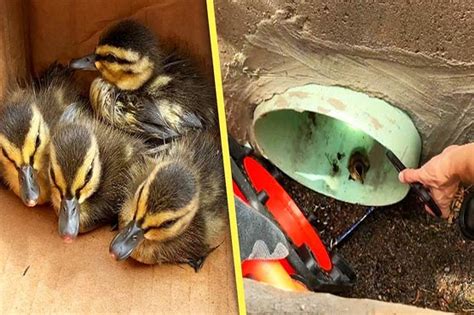 Firefighter Uses Youtube Duck Calls To Rescue Ducklings Weirdnews