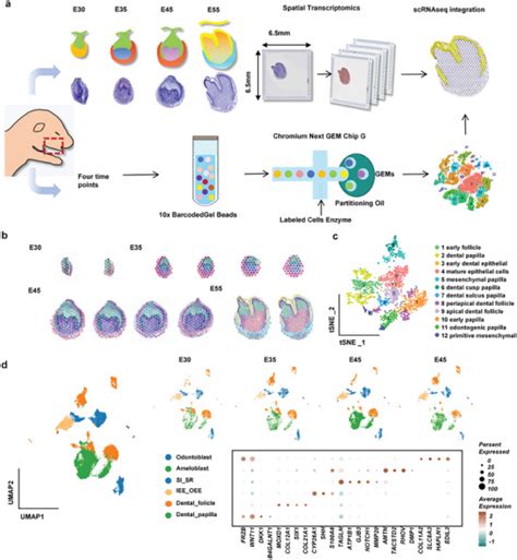 Spatiotemporal Molecular Architecture Of Lineage Allocation And Cellular Organization In Tooth