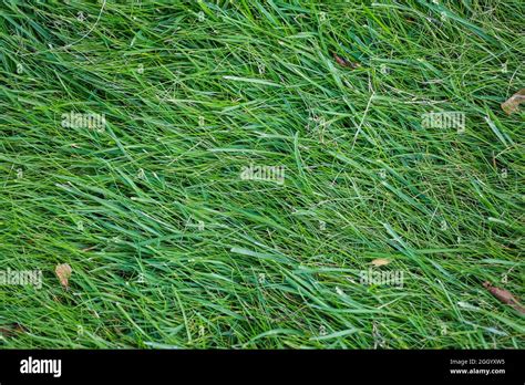 Green Grass Field Green Lawn Green Grass For The Golf Course Soccer