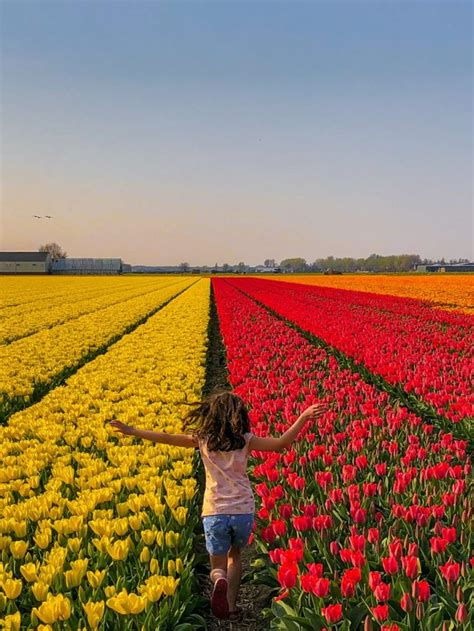 Keukenhof Gardens And More Tulip Fields In The Netherlands Cosmopoliclan