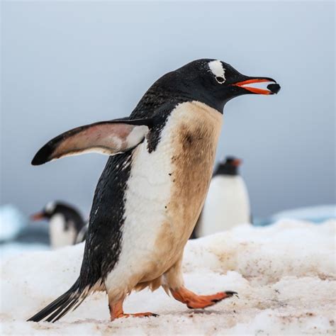 Gentoo Penguin
