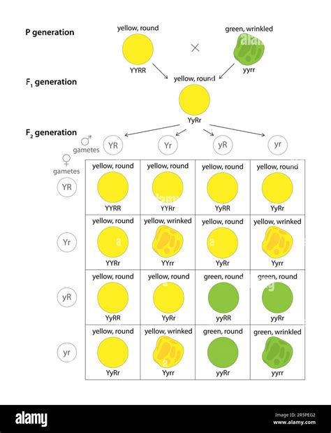 Phenotype And Genotype Chart