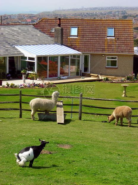 英国山羊和绵羊高清图片下载 正版图片320461253 摄图网