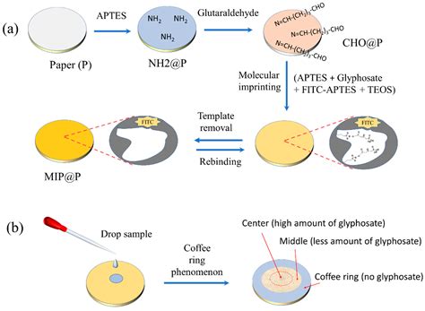 A Fluorescent Molecularly Imprinted Polymer Coated Paper Sensor For On Site And Rapid Detection