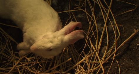 Rabitto Horâ 3d фильм