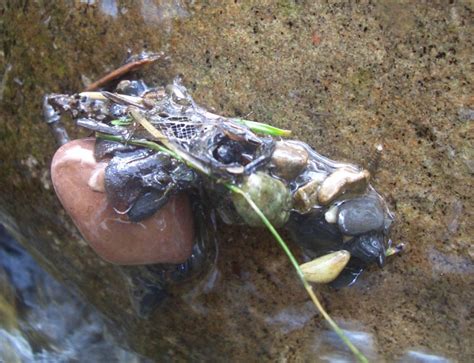 Introduction To The Hydropsychidae Trichoptera Of Gunnison County