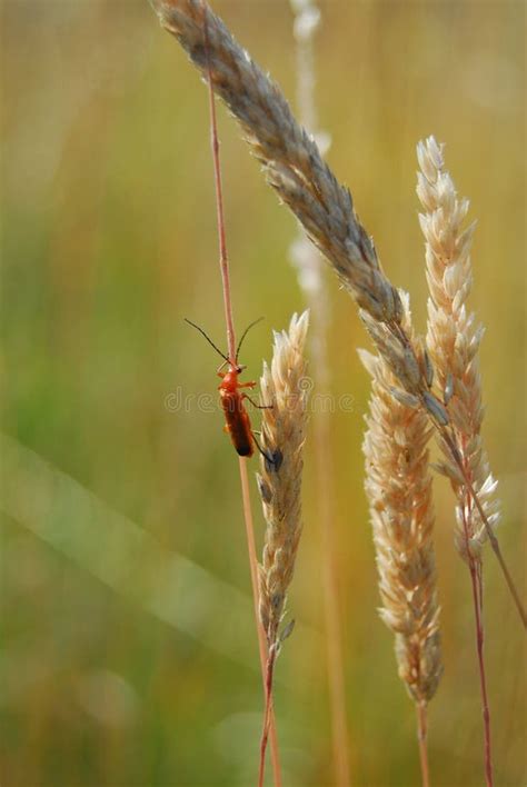 Closeup Of Soldier Beetle On Grass Stock Image Image Of Blurred