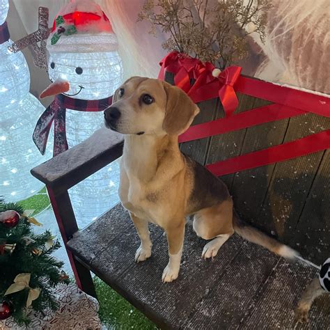 비글믹스 별이 강아지 책임분양 ♥ 강아지파양 고양이파양 유기견무료분양입양 아이조아요양보호소