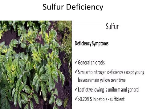 Nutrient Deficiency Diagnosis In Corn And Potato Pdf
