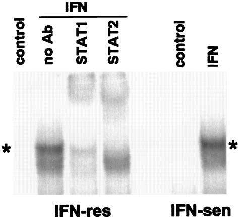 Stat3 Complements Defects In An Interferon Resistant Cell Line