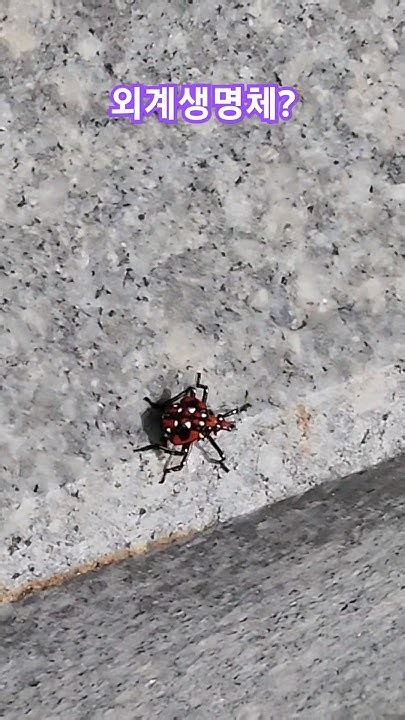 신비로운 곤충 꽃매미 유충이라고 꽃매미 곤충 딱정벌레 비단풍뎅이 구독 좋아요 알림설정 Youtube